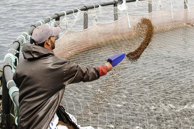 FAO highlights great potential of genetic improvements in aquaculture ... FAO highlights great potential of genetic improvements in aquaculture ...