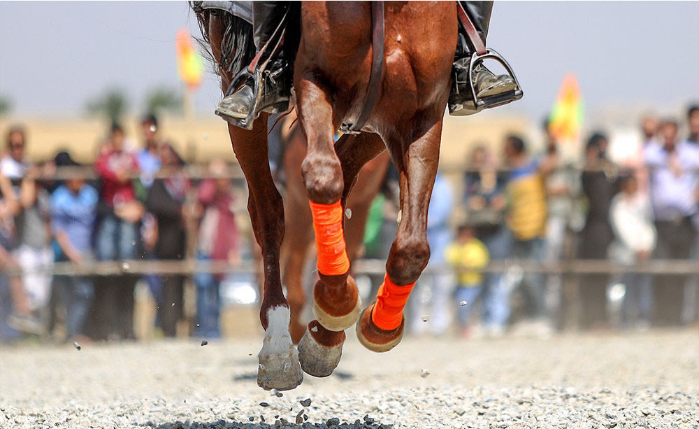 ایسنا - دو وزیر میهمان ویژه همایش صنعت اسب در استان البرز