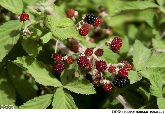 توت در پیشگیری از ابتلا به پارکینسون نقش دارد - ایسنا