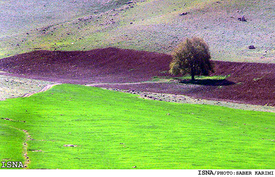 چویل سه پاره یا Ferulago angulata - ایسنا