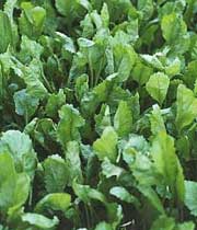 تره تیزک وحشی یا Lepidium persicum - ایسنا