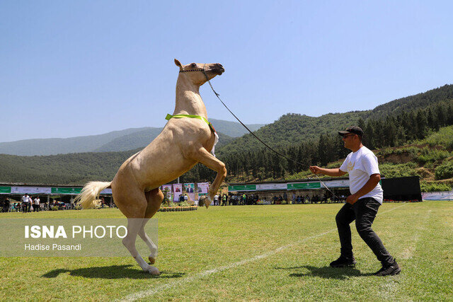 آغاز تدوین پرونده ثبت جهانی اسب کُرد - ایسنا